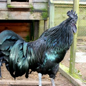 En ilginç tavuk ve horoz türleri | Ensonhaber