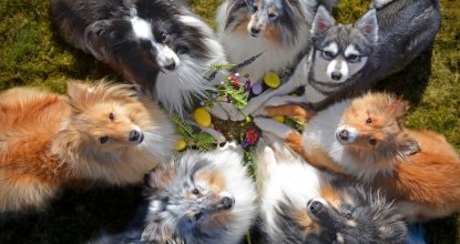 İskoçya’da yaşayan Kaylee Robertson'ın muhteşem köpekleri - Hayvanlar ...