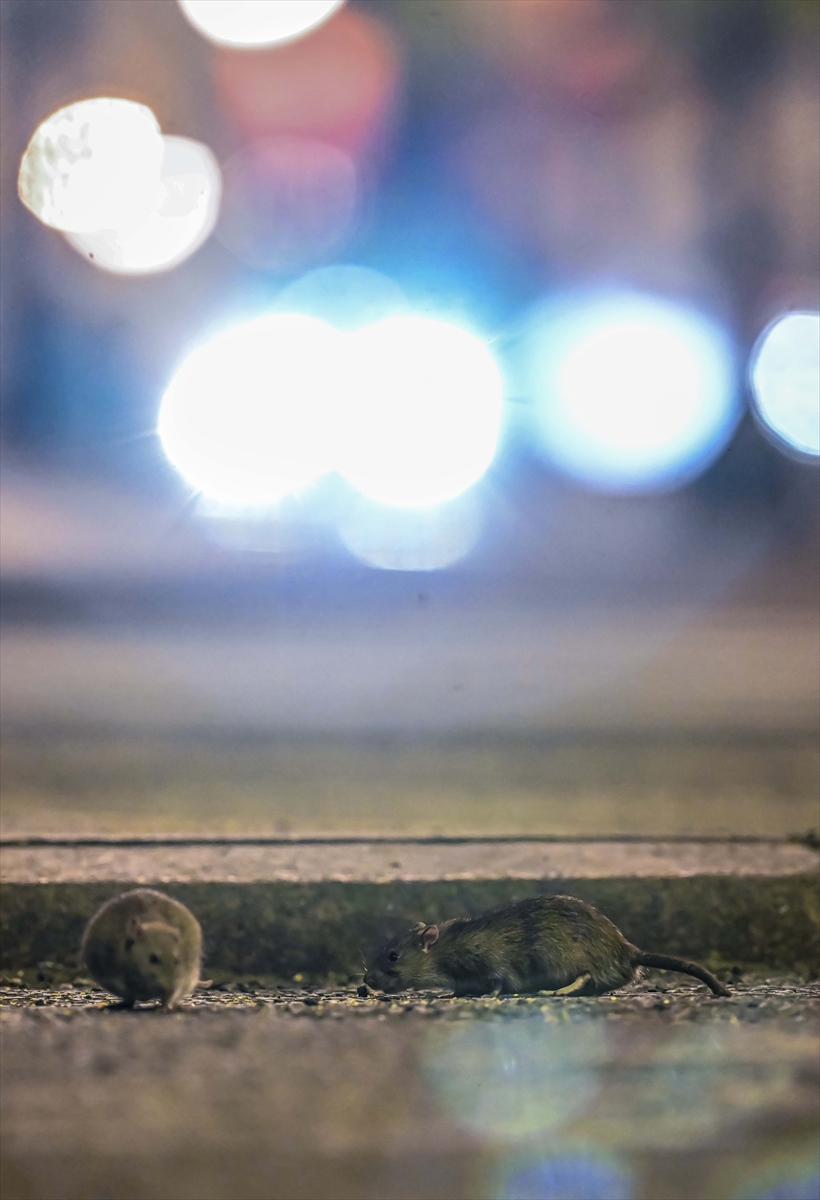 ABD'de fare istilası: Cadde ve sokaklarda cirit atan fare manzaraları...