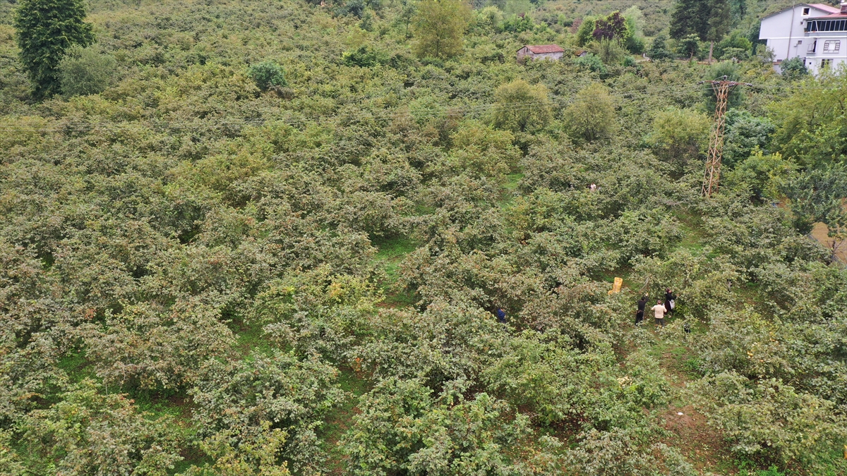 Trabzon, Ordu ve Giresun'da fındık hasadı başladı