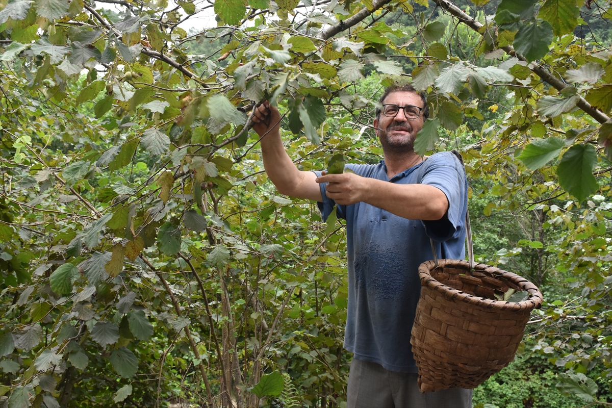 Trabzon, Ordu ve Giresun'da fındık hasadı başladı