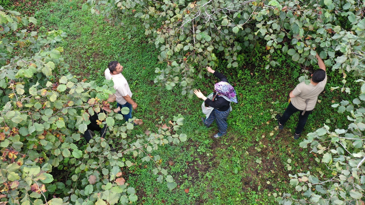 Trabzon, Ordu ve Giresun'da fındık hasadı başladı