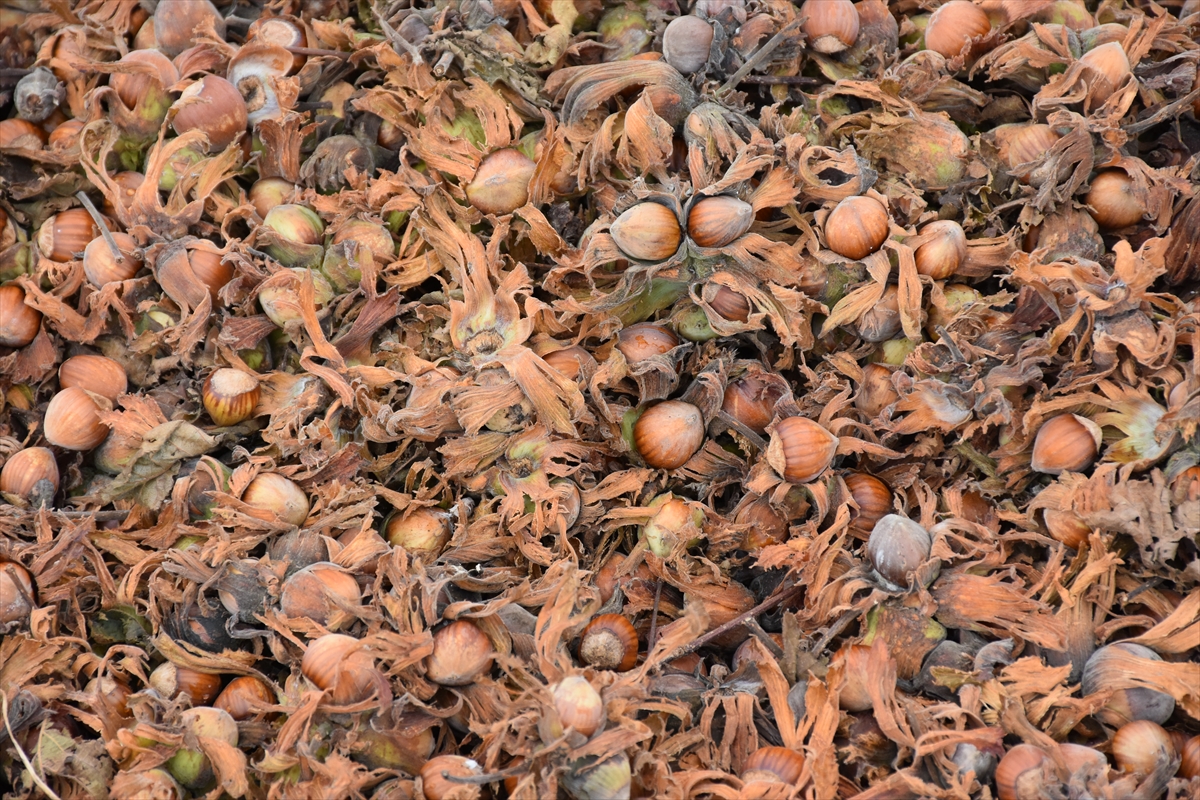 Trabzon, Ordu ve Giresun'da fındık hasadı başladı