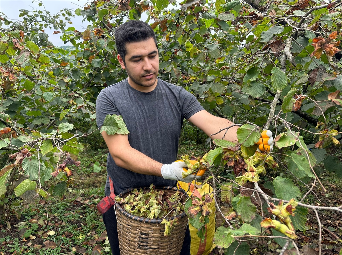 Trabzon, Ordu ve Giresun'da fındık hasadı başladı