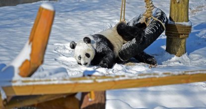 Pandanın aşkı: Kar | Ensonhaber