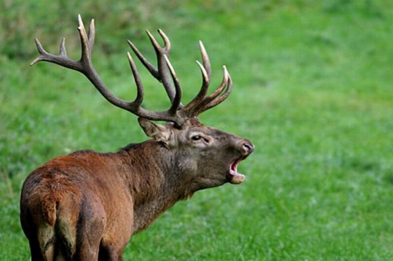 Kızıl geyik sayısı artıyor