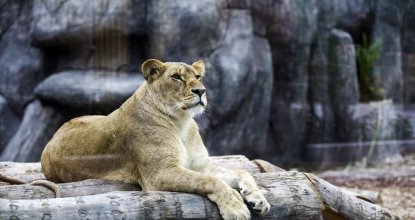 Türkiye'nin ilk aslan parkı | Ensonhaber