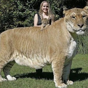 Vahşi yaşamdan ilginç melez hayvanlar | Ensonhaber