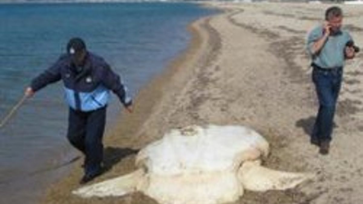 350 kiloluk ay balığı karaya vurdu