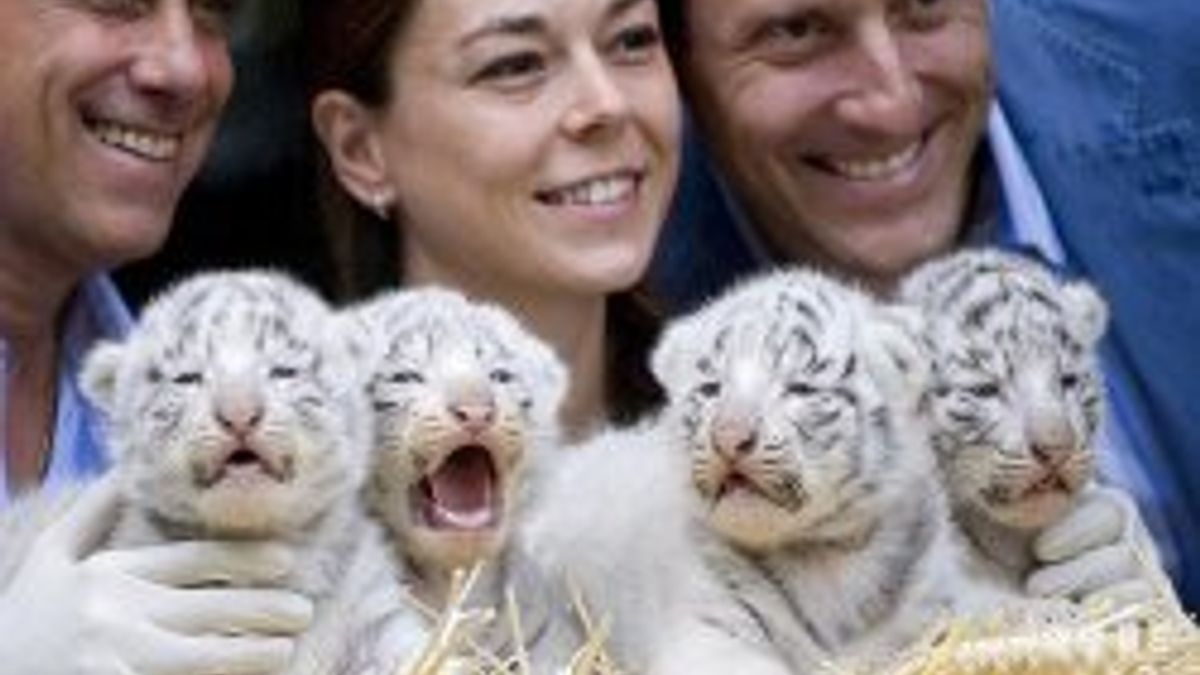Almanya'nın beyaz kaplan yavruları