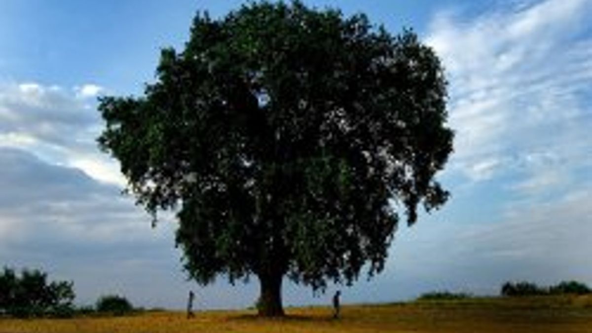 Yaprak Dökümü'nün simgesi olan ağaç nasıl bulundu