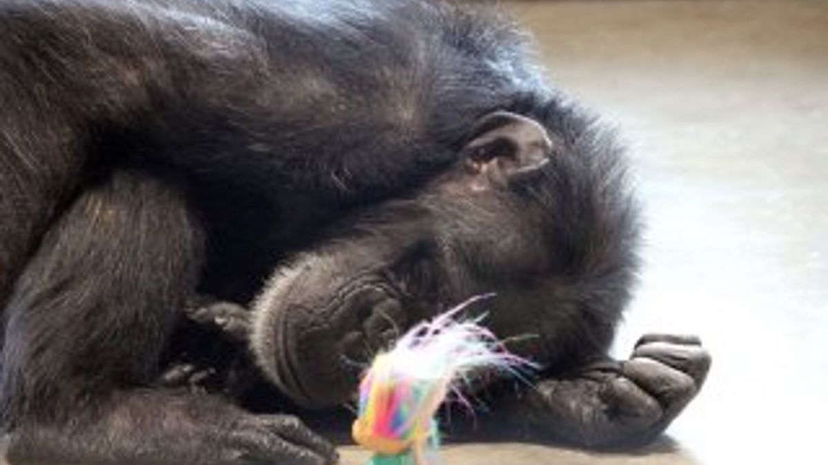 Oyuncağından vazgeçmeyen şempanze - En Son Haber