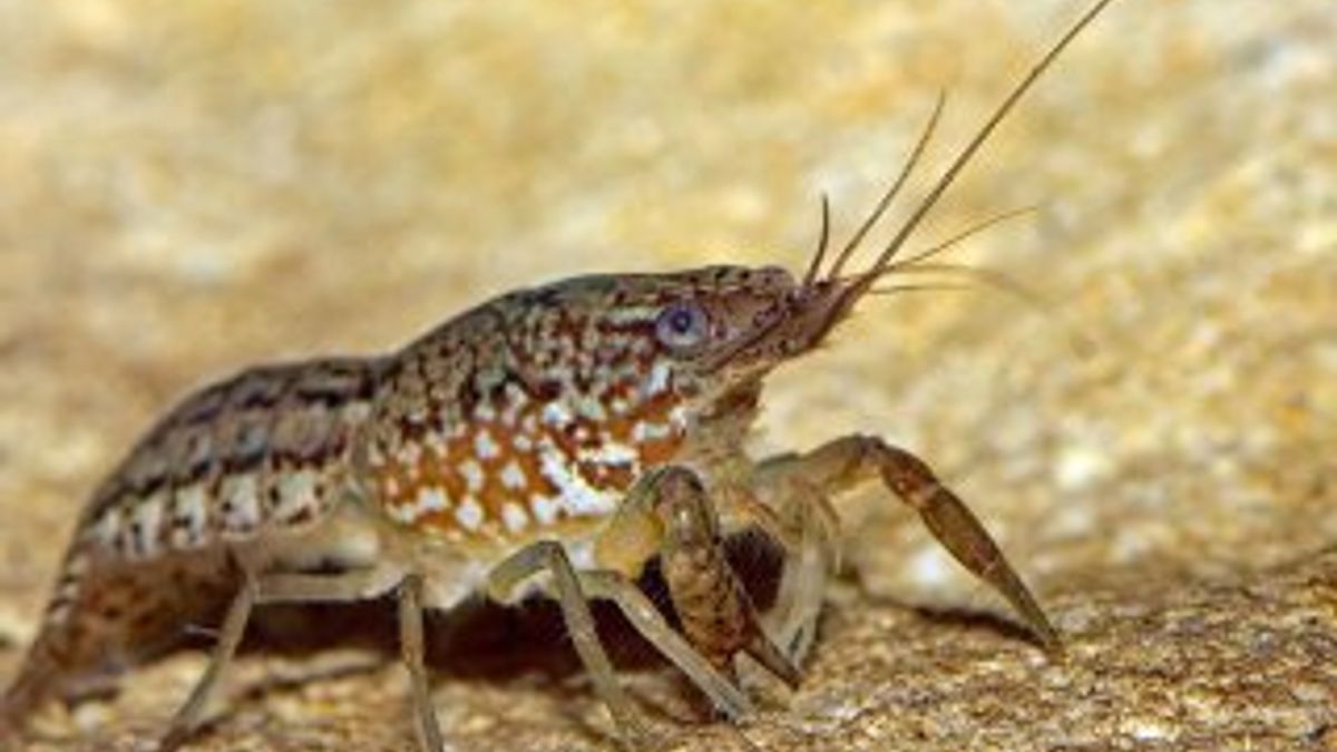 Mutasyon geçiren kerevit denizleri işgal ediyor