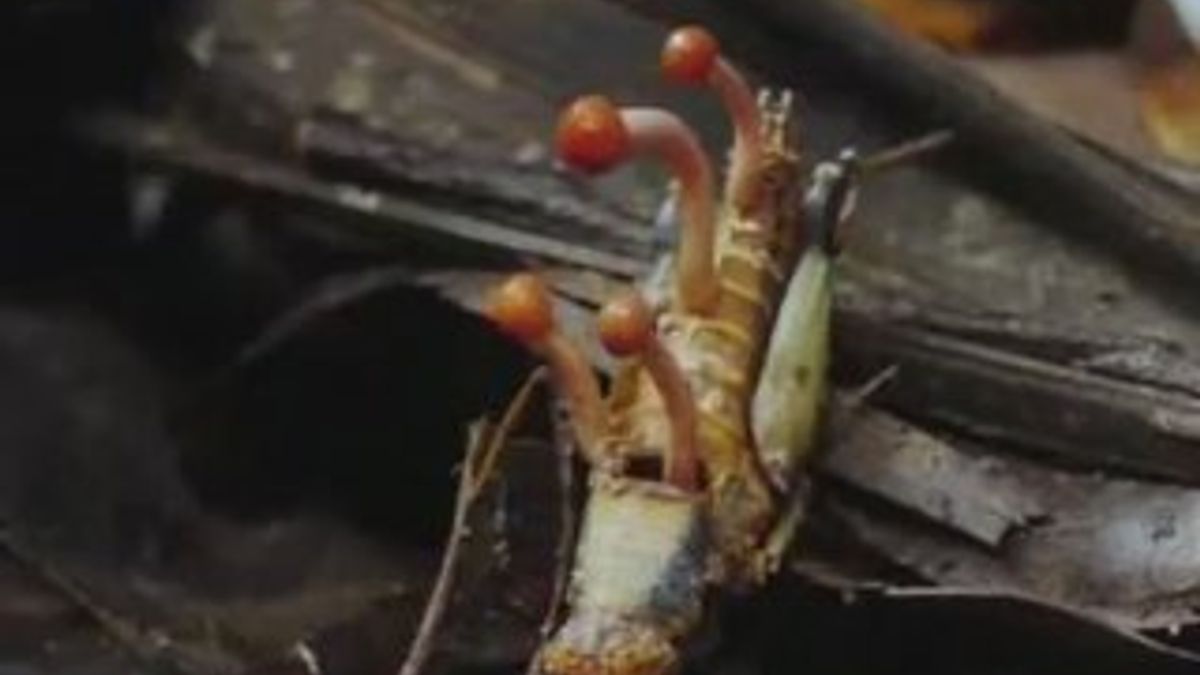 Katil Mantar: Kordiseps