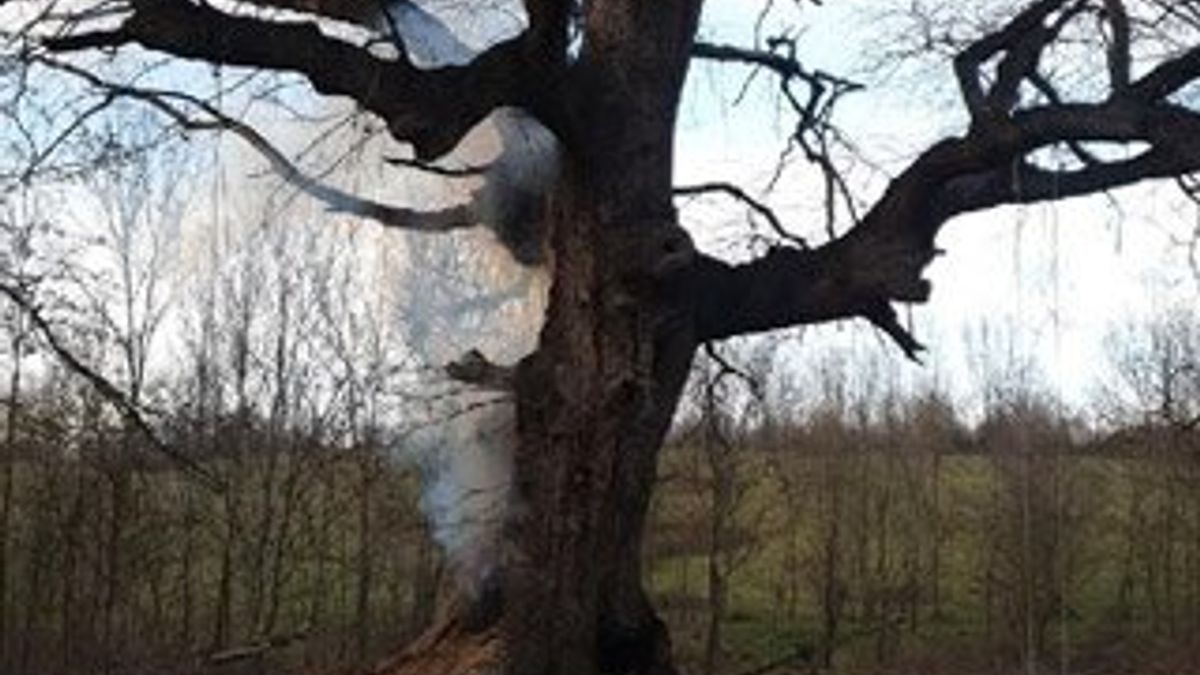 Bursa'da 400 yıllık tarihi çınar ağacı yakıldı