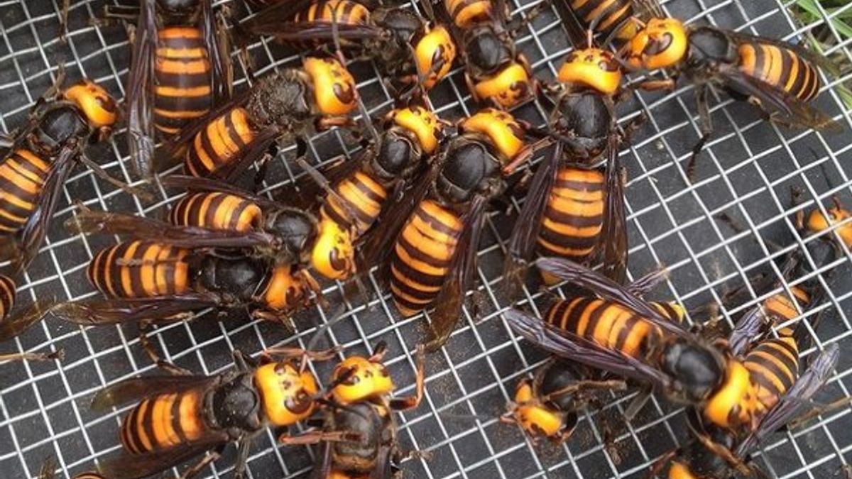 ABD, istilacı zehirli eşek arısı tehdidi altında