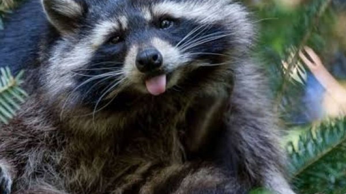 Rakun köpeği nedir