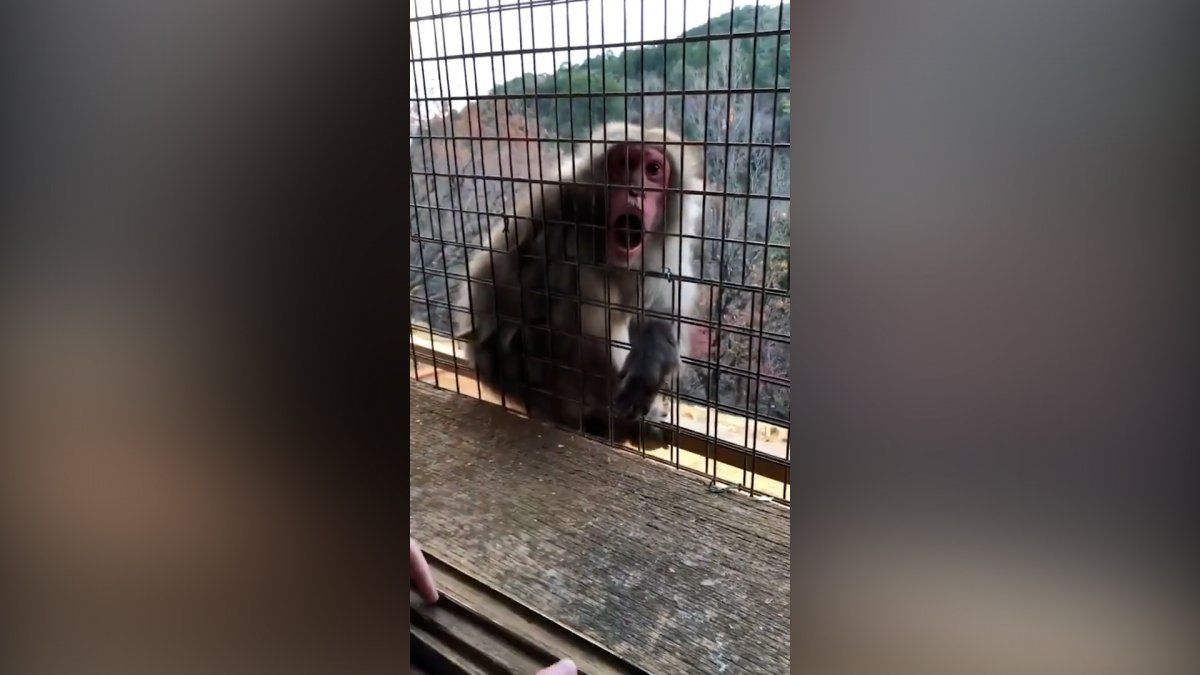 Japonya'da sihirbazlık oyununa şaşıran maymun