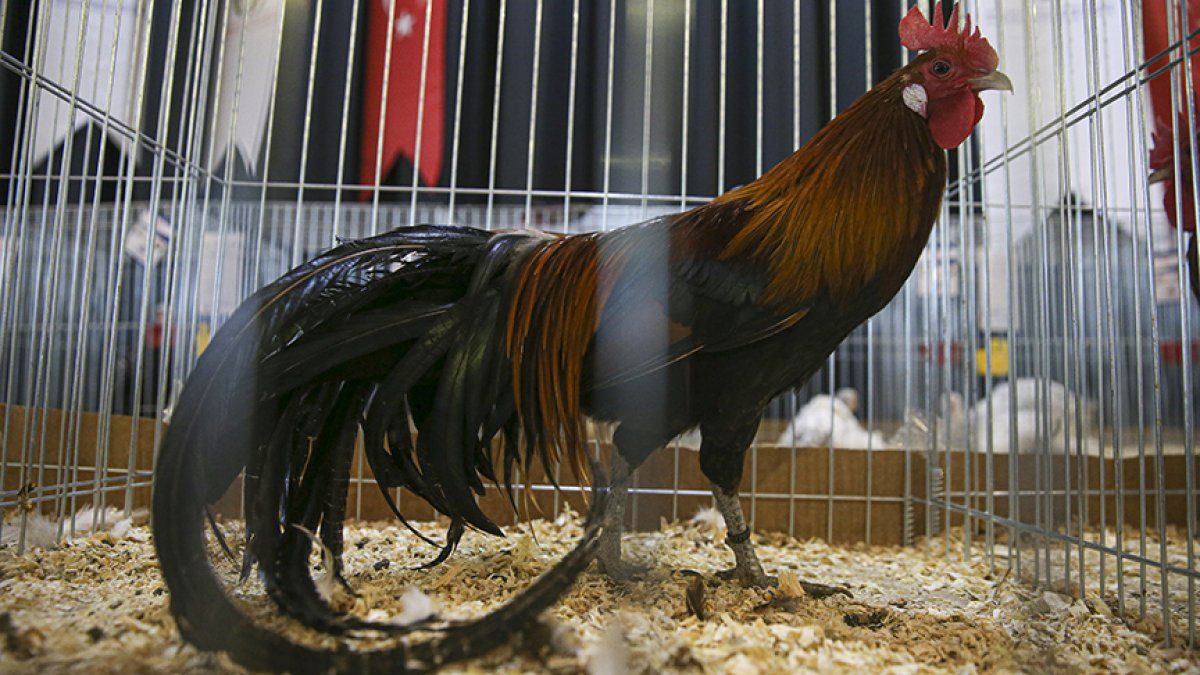 Evcil Hayvan Fuarı'nda süs tavukları ve köpekleri ilgi gördü