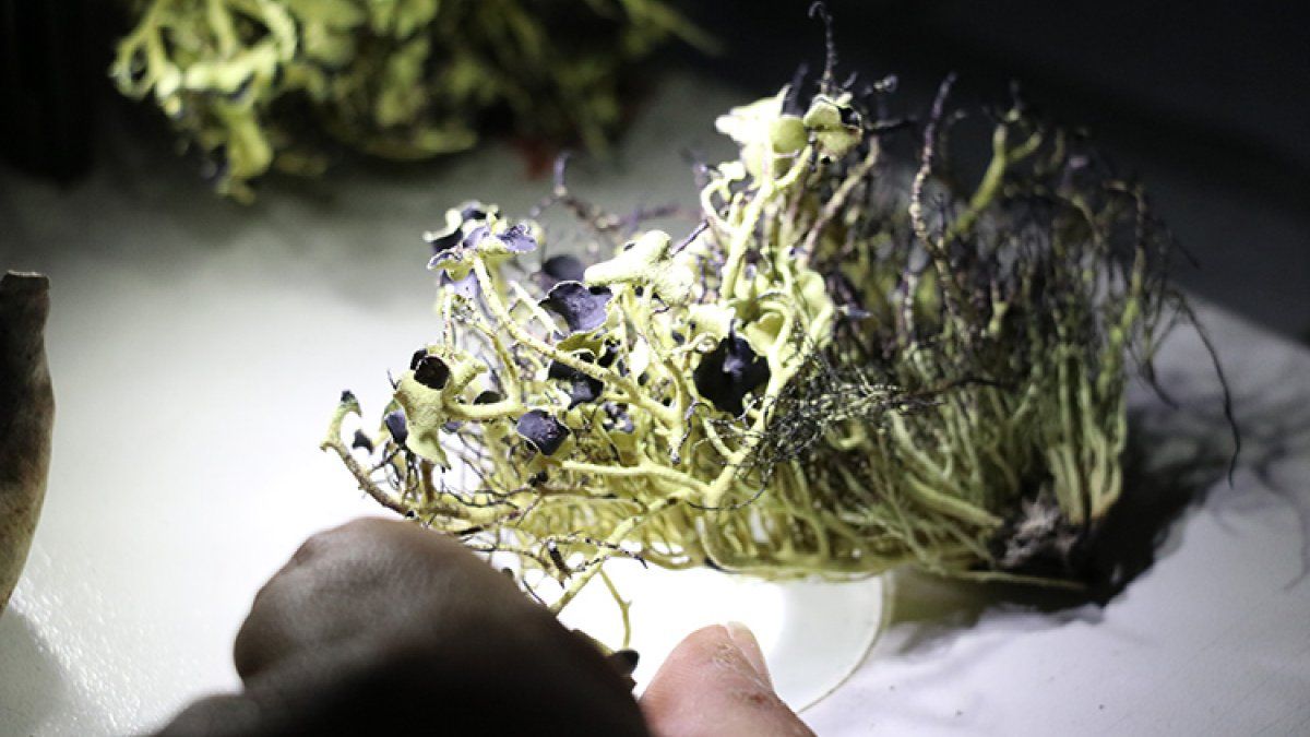 Türk bilim insanı, Antarktika'da 10 liken türü keşfetti