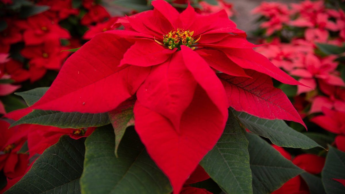 Meksika'da poinsettia çiçeğine yoğun ilgi