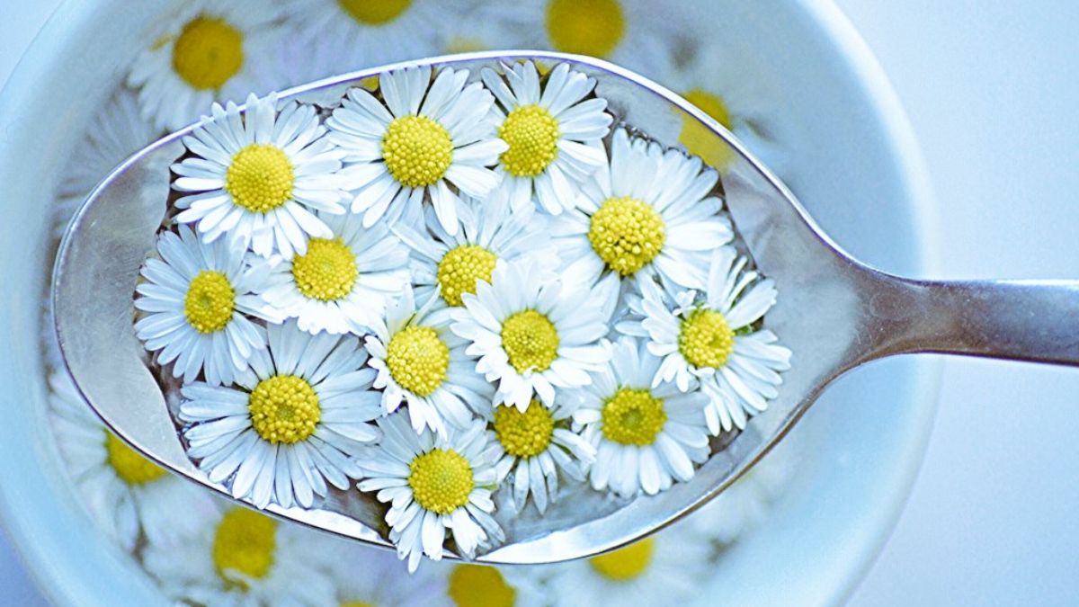 Papatya suyu nasıl kullanılır, ne işe yarar? İşte faydaları