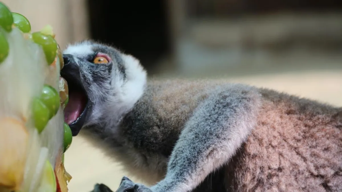 Antalya'da sıcaklık arttı: Hayvanlar buzlu meyve kokteyli ile serinledi