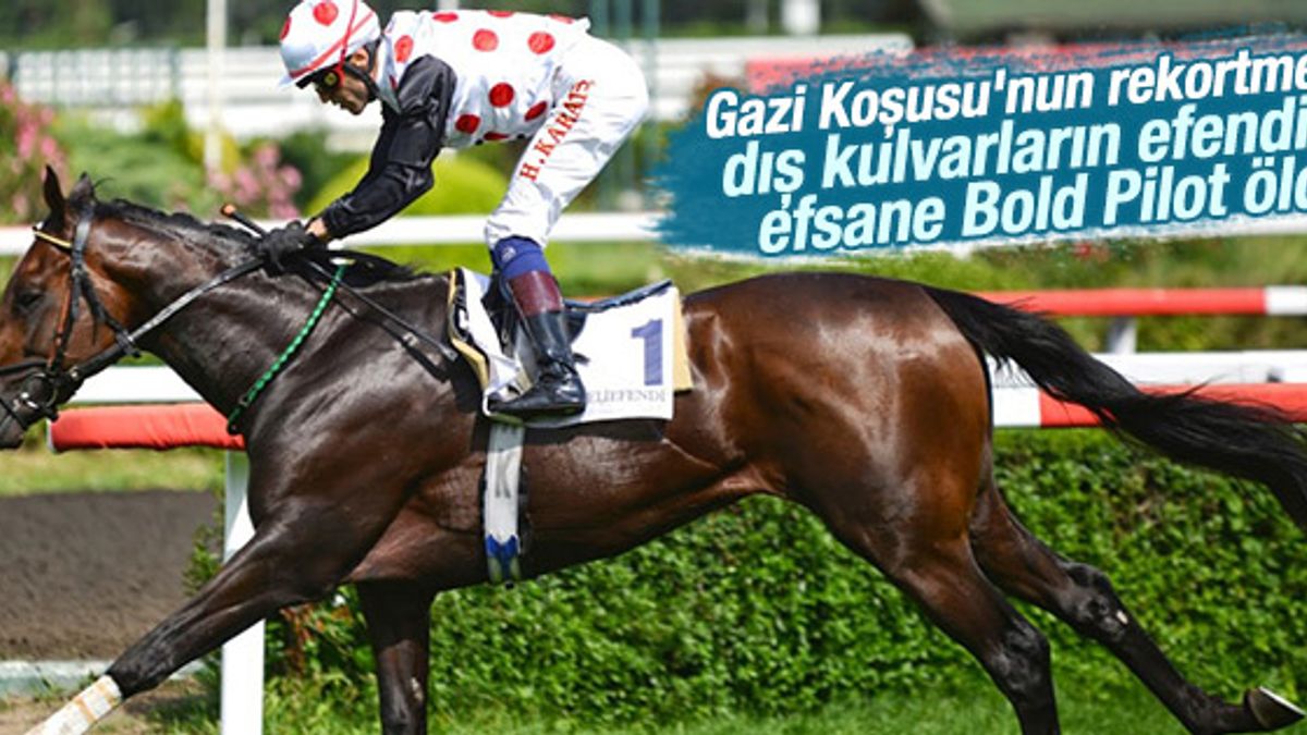 Şampiyon at Bold Pilot öldü