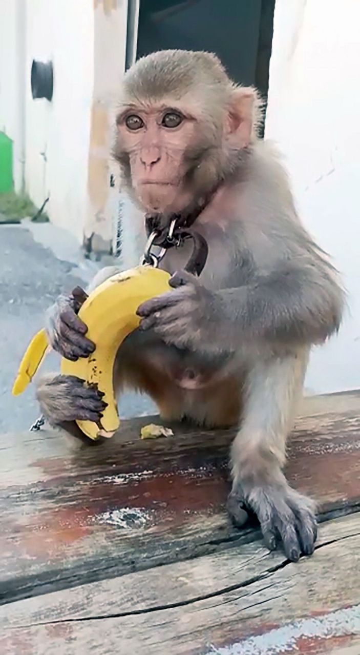 Adana'da makak maymunu piknik alanında görüldü