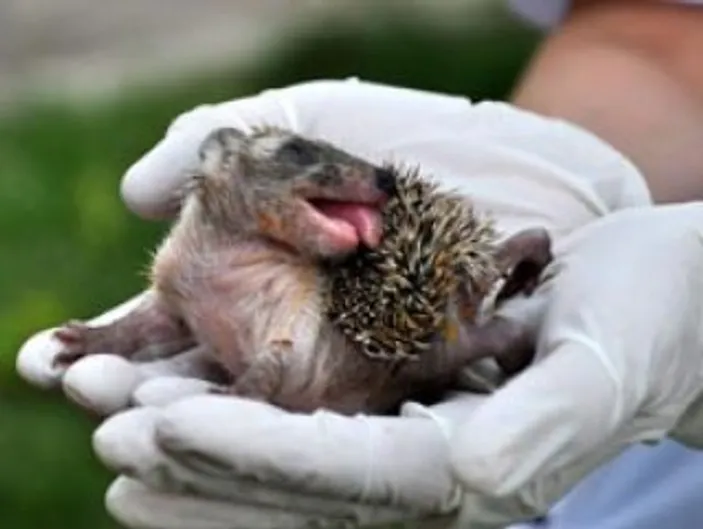 6 kirpi yavrusu gün ışığına çıkarıldı