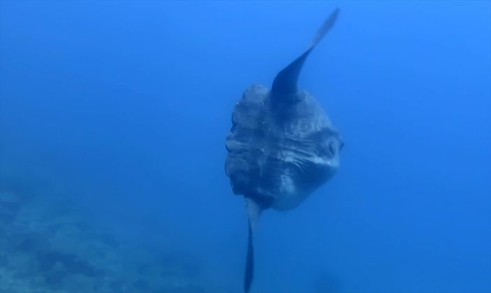 Saros Körfezi'nde ay balığı görüntülendi