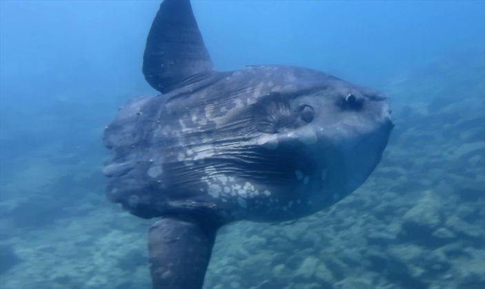 Saros Körfezi'nde ay balığı görüntülendi