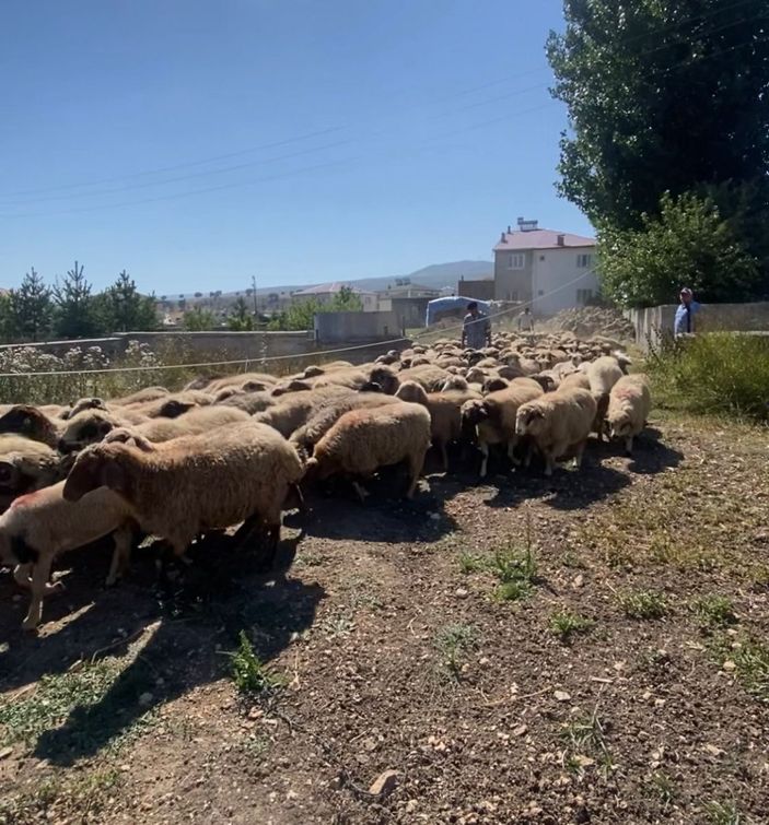 Reşadiye'de koyun yıkama ve ilaçlama işlemi zamanı