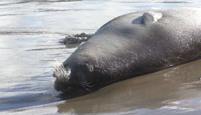 Hazar Denizi kıyısına vuran ölü fok sayısı artıyor