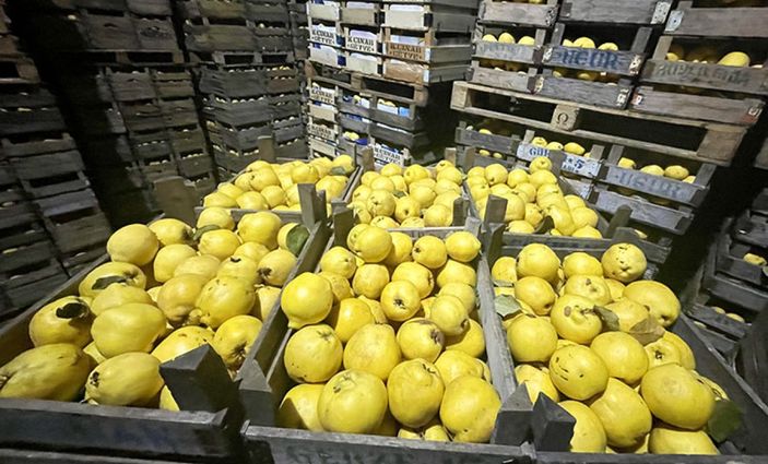 Dünyaya ayva Türkiye'den gidiyor