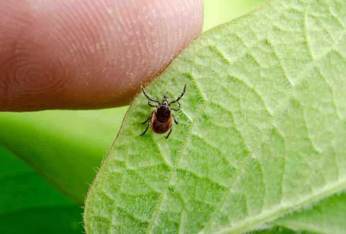 Lyme hastalığı nedir? Lyme hastalığının belirtileri nelerdir ve nasıl ...