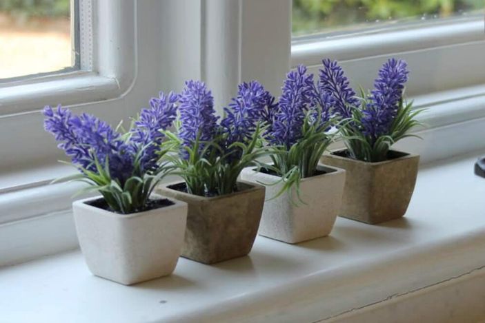 Evinizdeki her odayı güzel kılacak 6 ev bitkisi